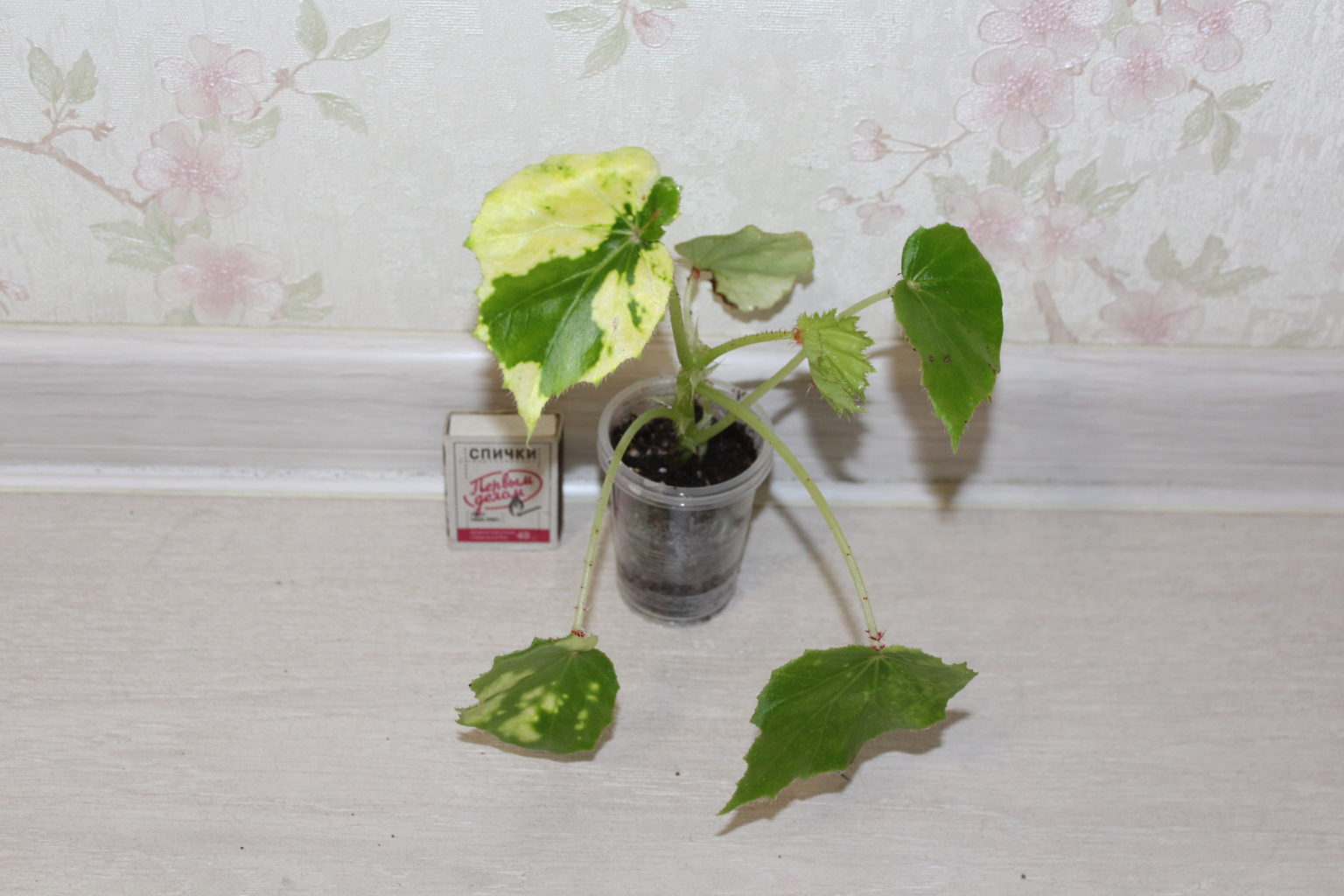 Begonia manicata Aureomaculata — Swetik7Swetik